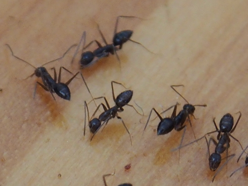 Longhorn Crazy Ant (Hymenoptera (ants, bees and wasps) of the British ...