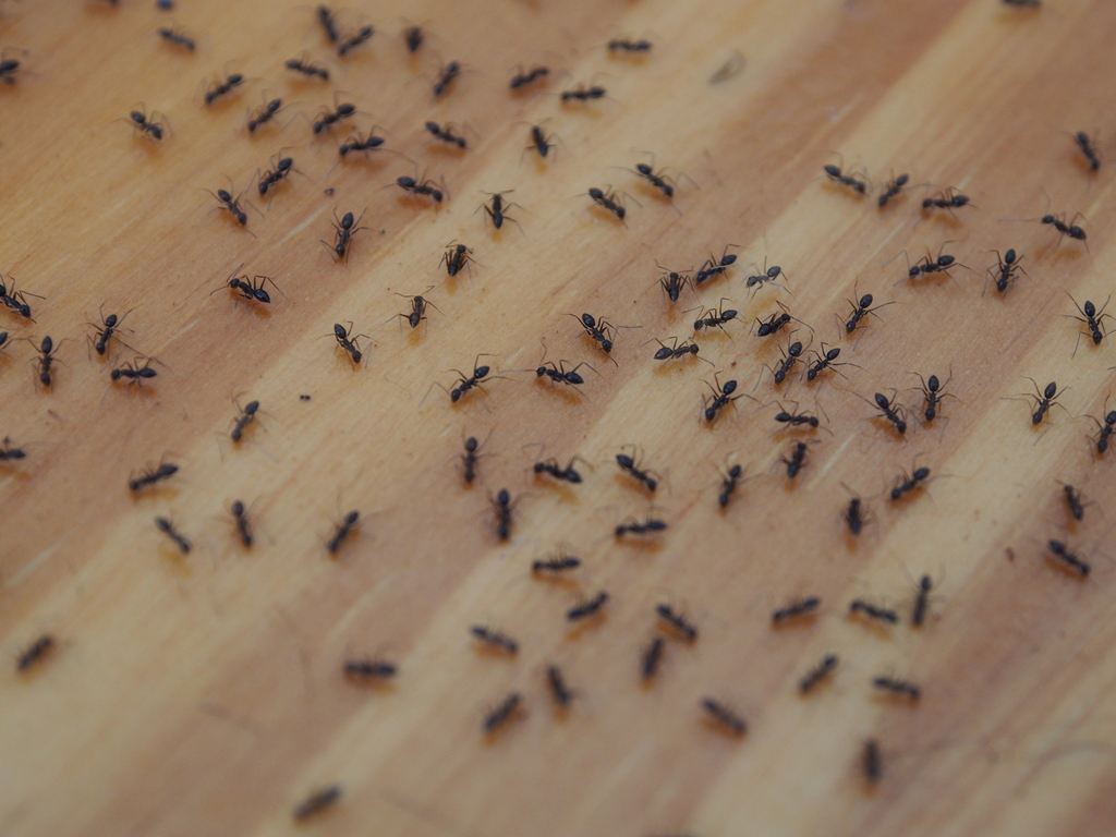 Longhorn Crazy Ant (Hymenoptera (ants, bees and wasps) of the British ...