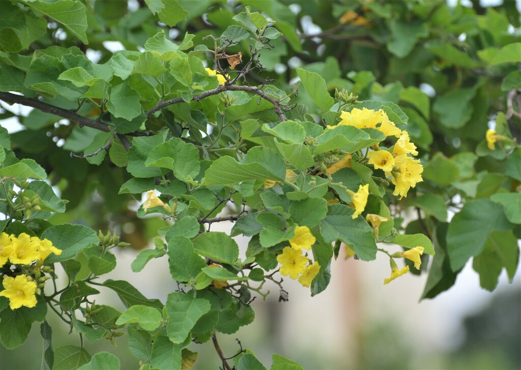 yellow geiger from Puerto Baquerizo Moreno, Ecuador on February 1, 2017 ...