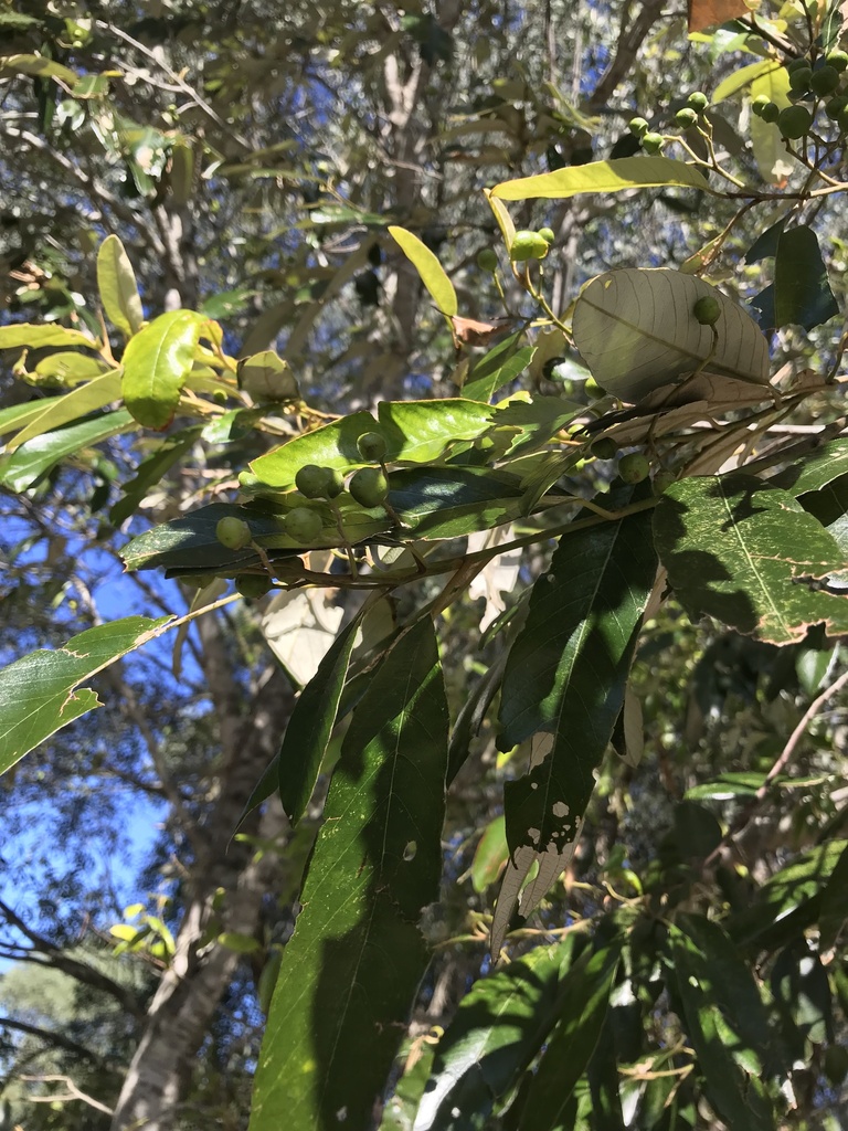 Red Ash from Broadwater National Park, Broadwater, NSW, AU on June 17 ...