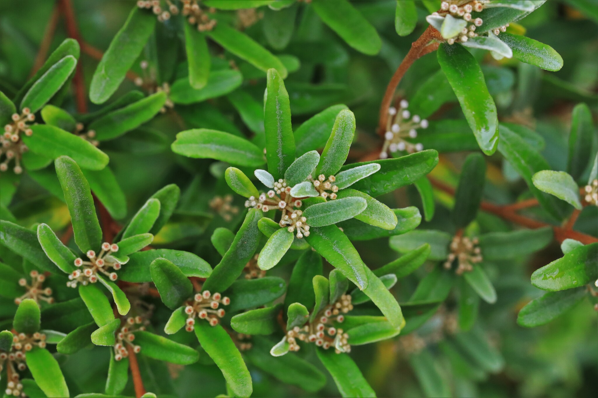 Phebalium squamulosum Vent.