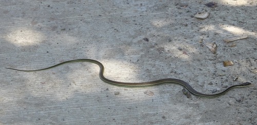 Philippines Bronzeback (Dendrelaphis philippinensis) - Snakes and Lizards