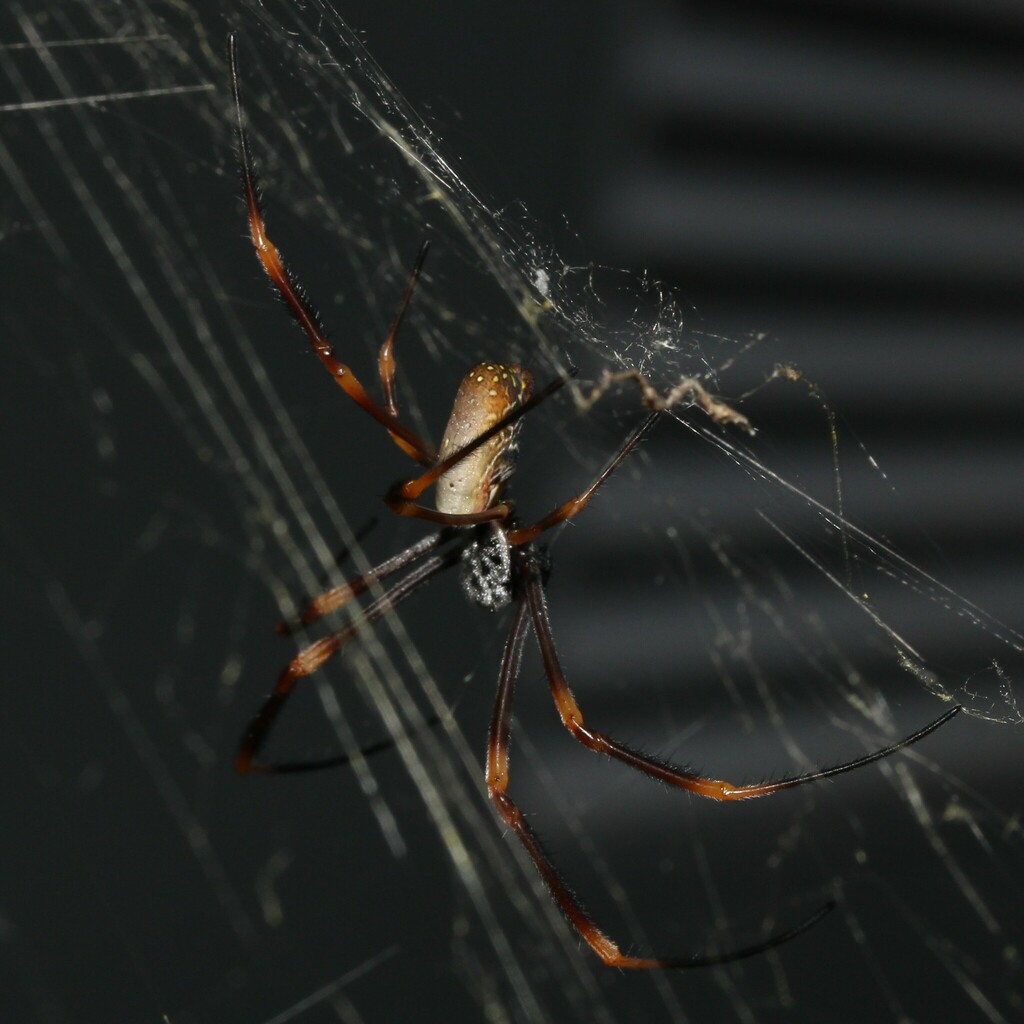 Tiger Spider from Graceville Parks on June 6, 2022 at 10:45 AM by ...
