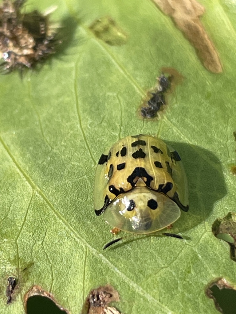 Aspidimorpha deusta from The Great Barrier Reef Marine Park, Picnic Bay ...