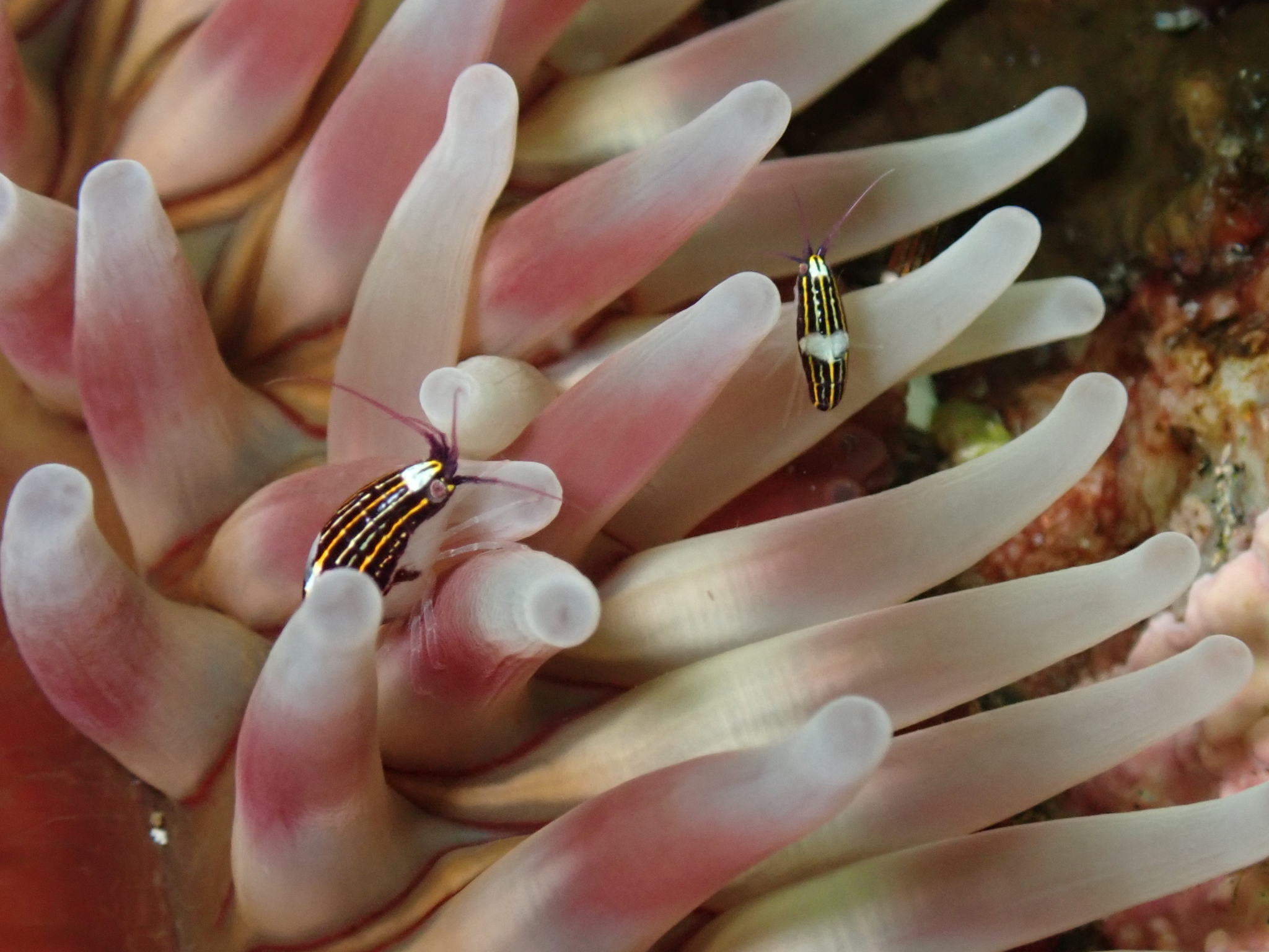 Chromopleustes oculatus (Holmes, 1908)