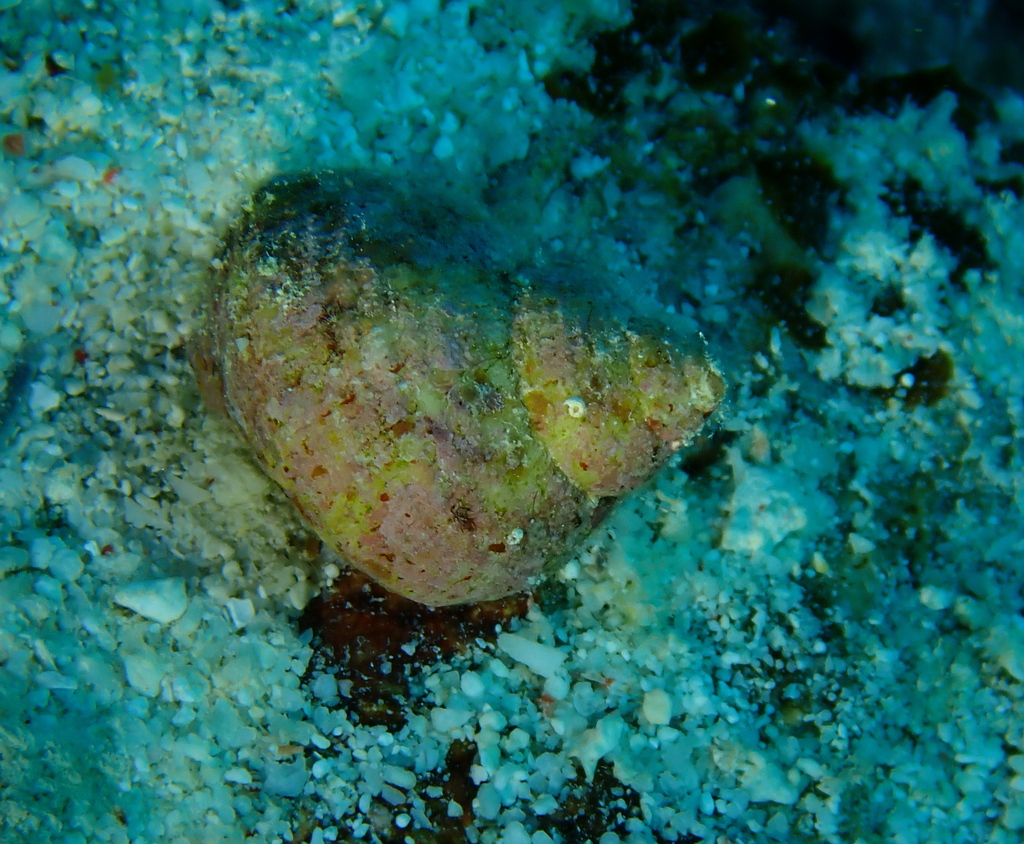 Turbo Snails from Lomaiviti, Fiji on June 08, 2022 at 10:54 AM by Debra ...