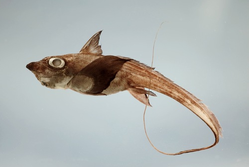Gulf Chimaera (Hydrolagus alberti) · iNaturalist