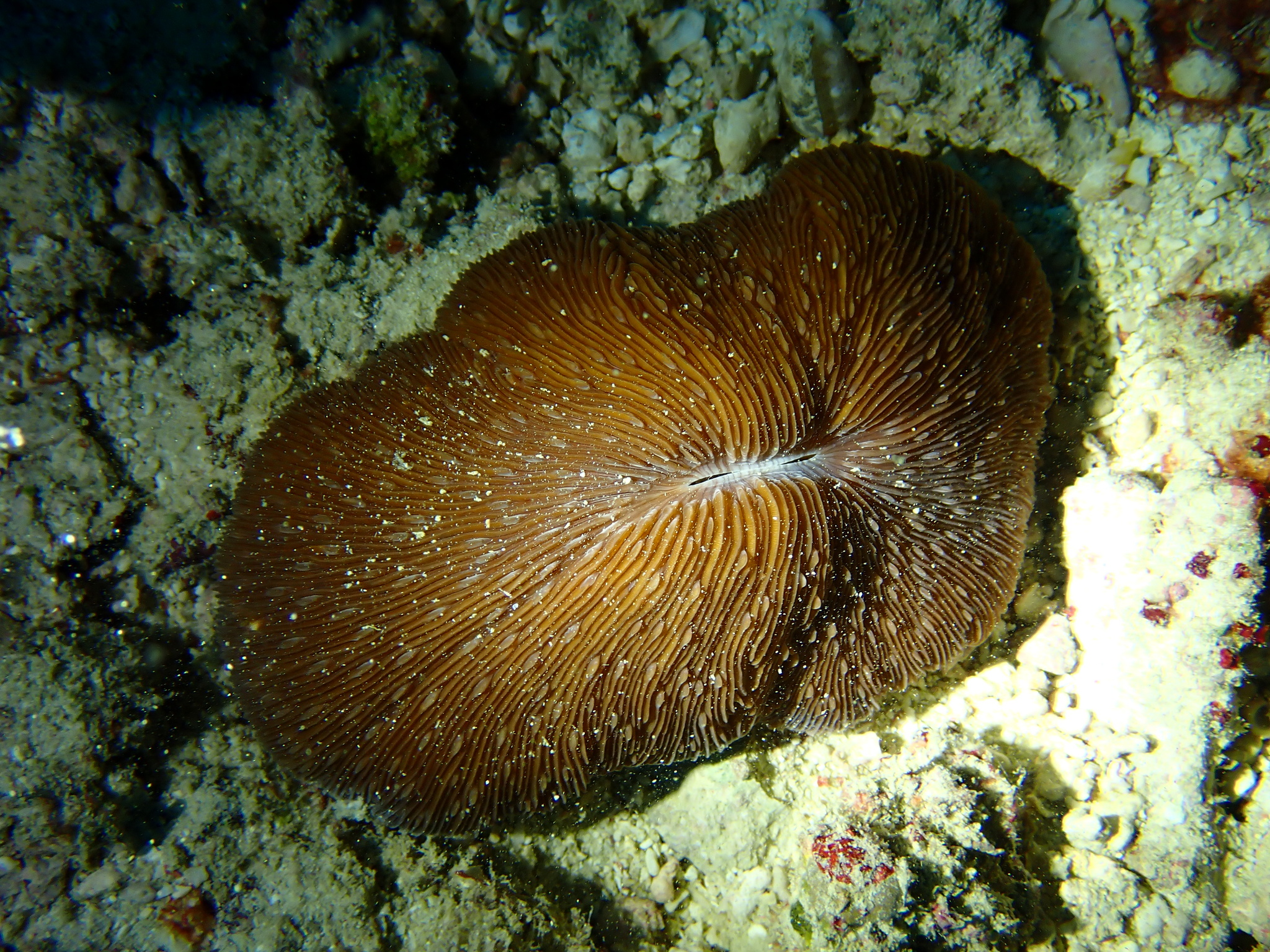 Lobactis scutaria (Lamarck, 1801)