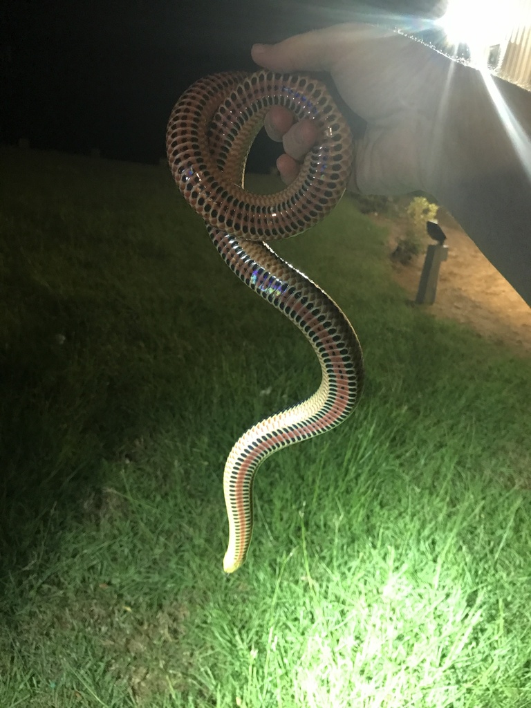 Rainbow Snake in June 2022 by joshl · iNaturalist