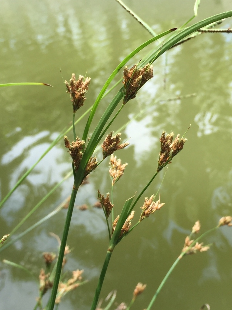 Common Fringe-rush from 高雄市立美術館, 鼓山區, TW on June 17, 2022 at 12:07 PM ...