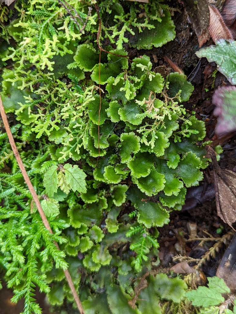Monoclea gottschei from Archidona, Napo, Ecuador on June 16, 2022 at 02 ...