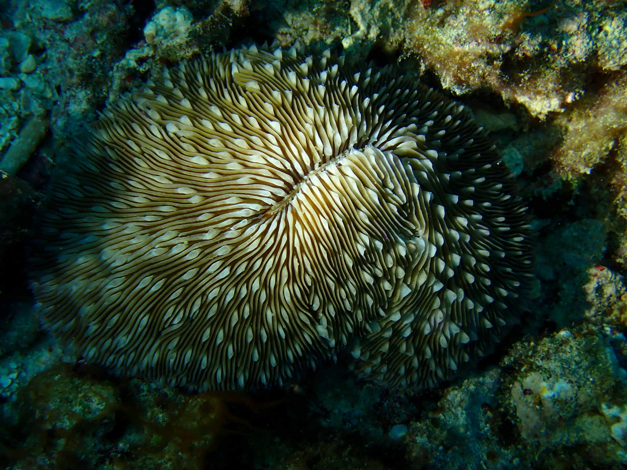 Lobactis scutaria (Lamarck, 1801)