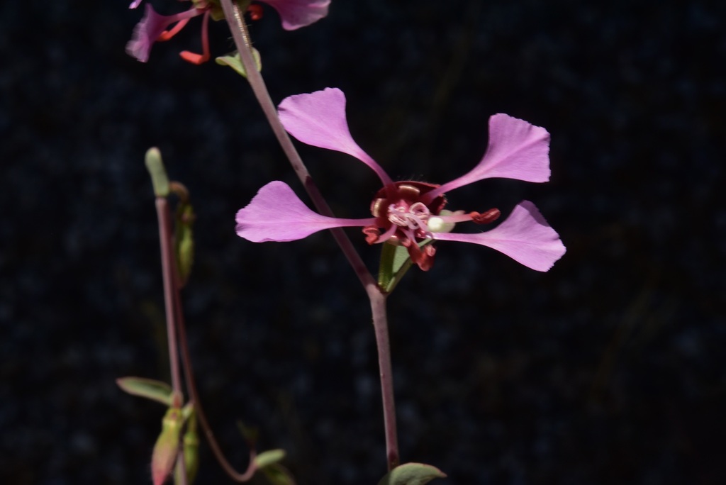 Elegant Clarkia from Stanislaus County, CA, USA on June 11, 2022 at 01: ...