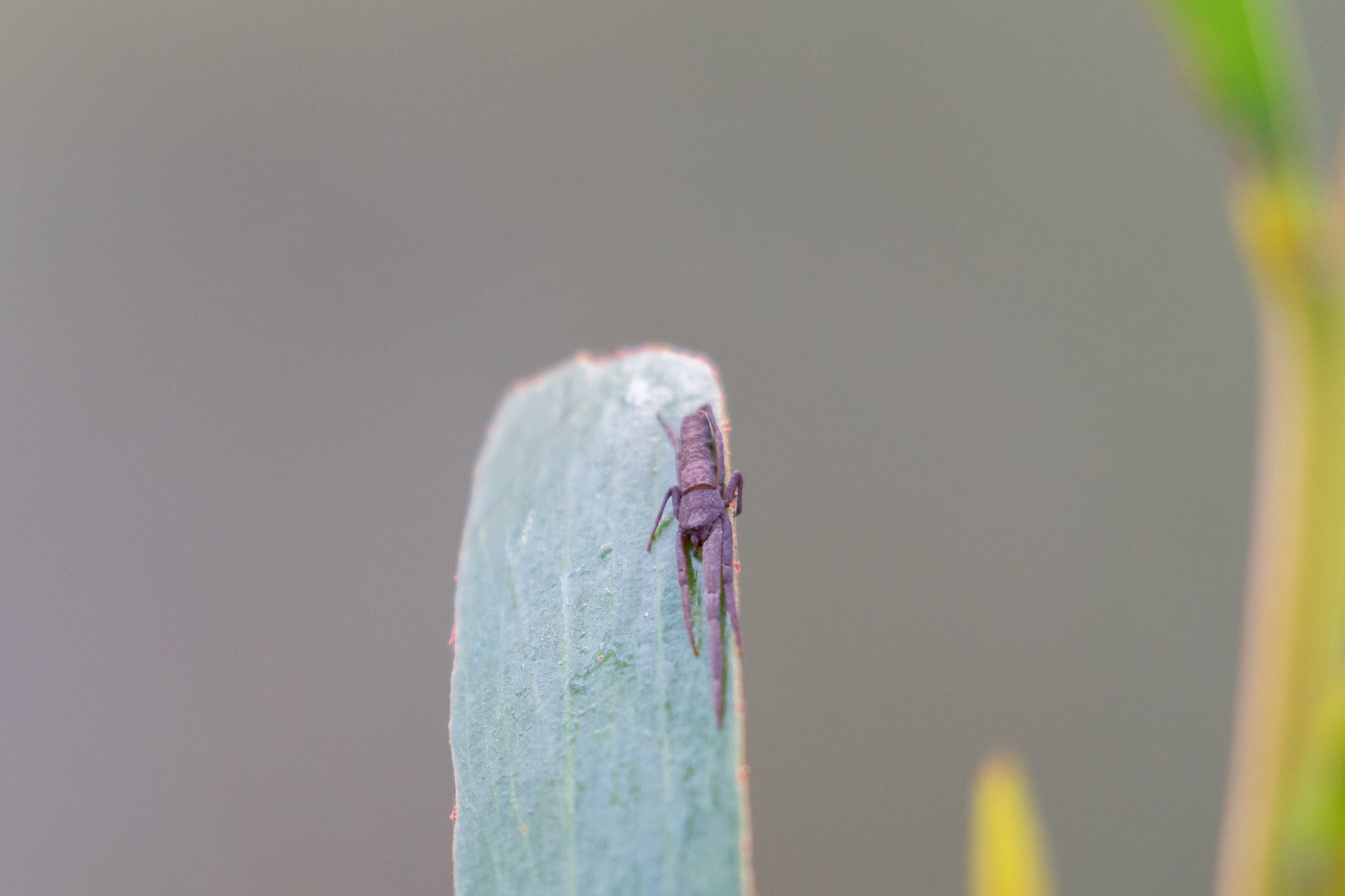 Synalus angustus (L.Koch, 1876)