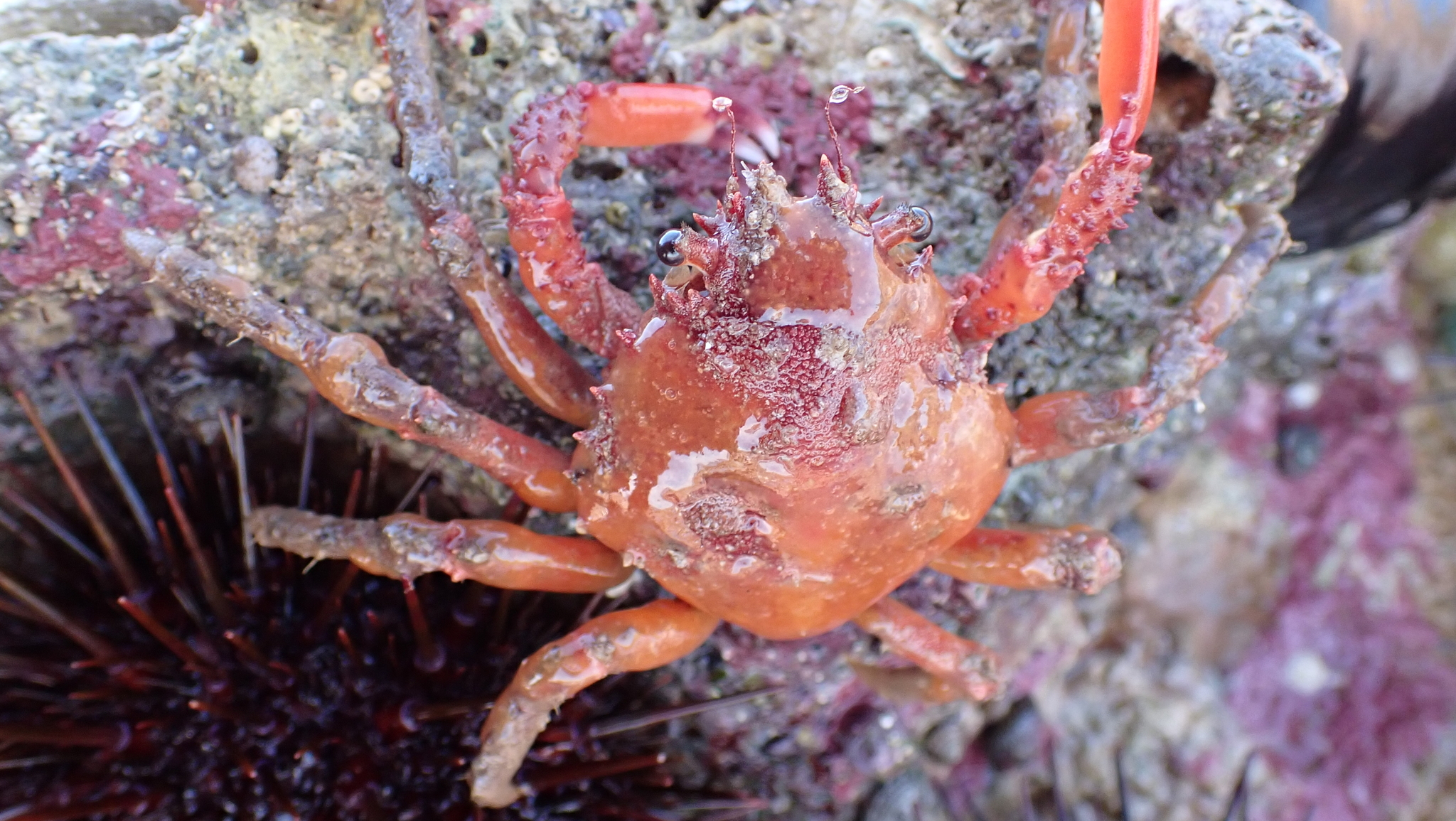 Schizophrys White, 1848