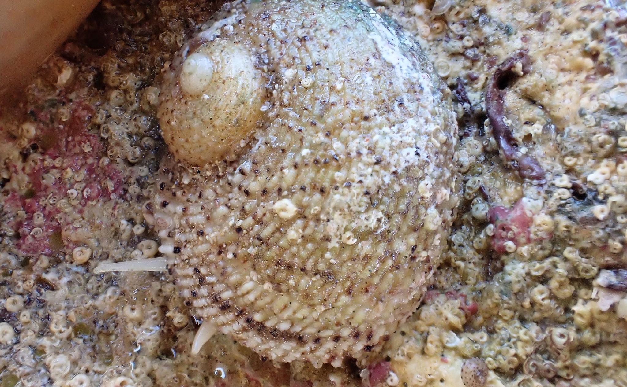 Granata imbricata (Lamarck, 1816)