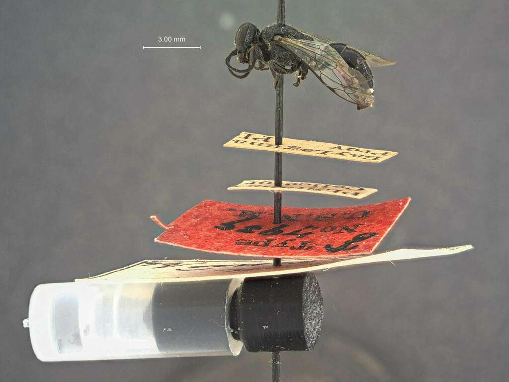 Pison (Hymenoptera (ants, bees and wasps) of the Chagos Archipelago ...