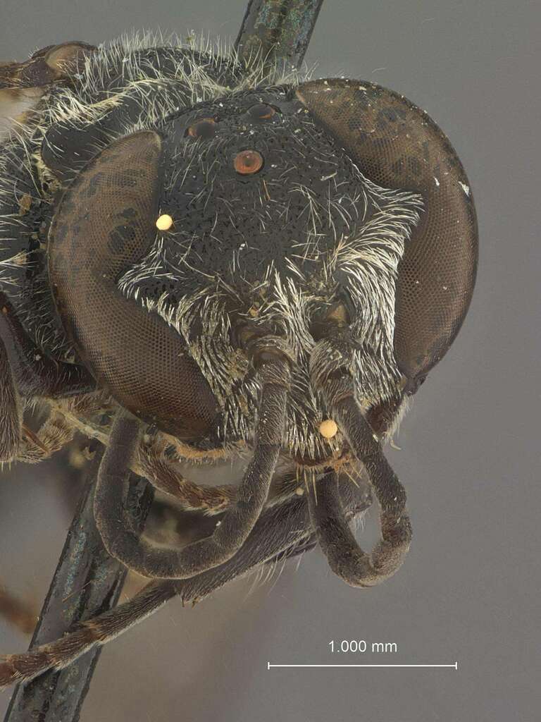 Pison (Hymenoptera (ants, bees and wasps) of the Chagos Archipelago ...