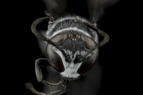 Trypoxylon (Hymenoptera (ants, bees and wasps) of the British Indian ...