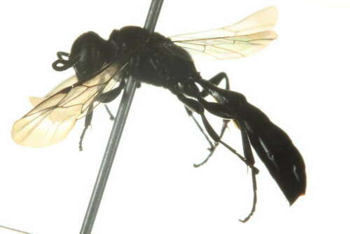 Trypoxylon (Hymenoptera (ants, bees and wasps) of the British Indian ...