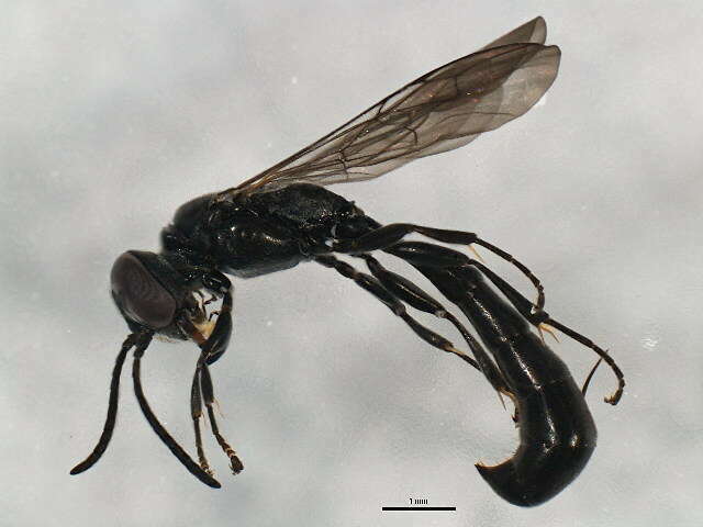 Trypoxylon (Hymenoptera (ants, bees and wasps) of the British Indian ...
