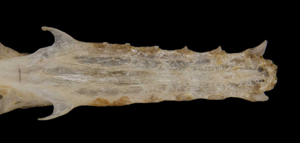 Banana Bat (Musonycteris harrisoni) - Know Your Mammals