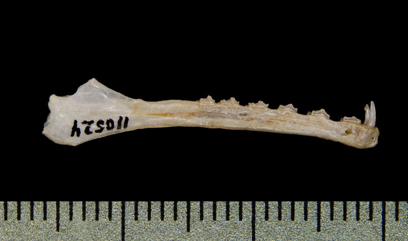 Banana Bat (Musonycteris harrisoni) - Know Your Mammals