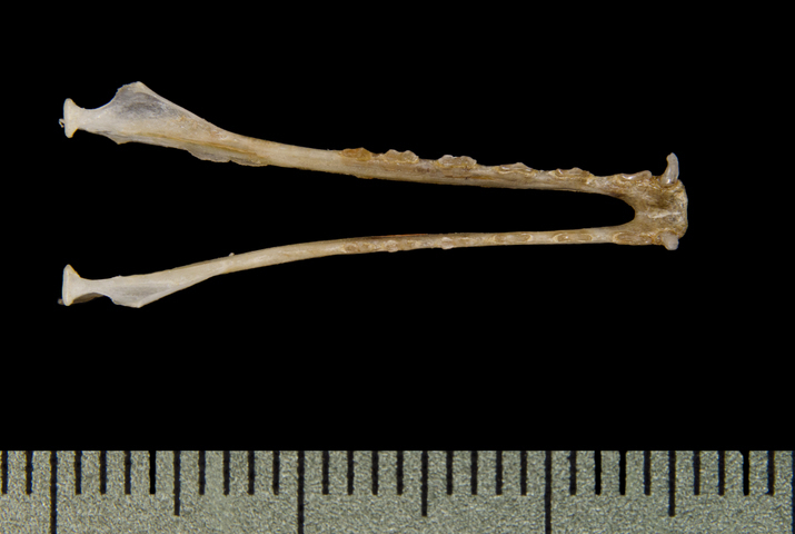 Banana Bat (Musonycteris harrisoni) - Know Your Mammals