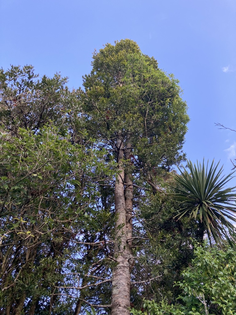 kauri from Puketotara, New Zealand on June 16, 2022 at 11:04 AM by mark ...