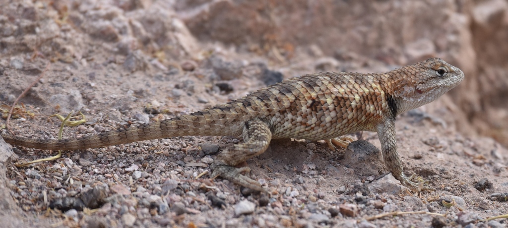 Yellow-backed Spiny Lizard (Sceloporus uniformis) - Snakes and Lizards