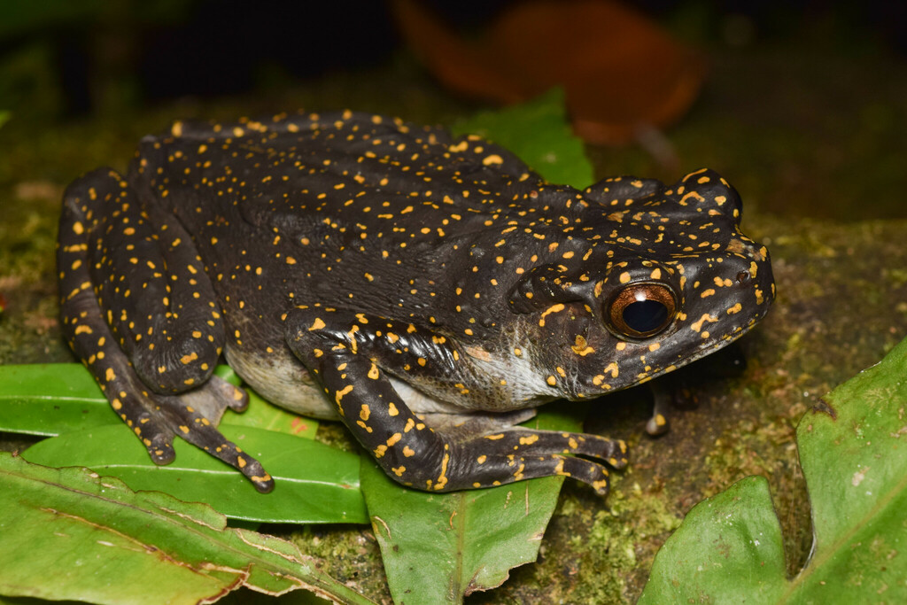Asian Yellow-spotted Climbing Toad from Melawi Regency, West Kalimantan ...