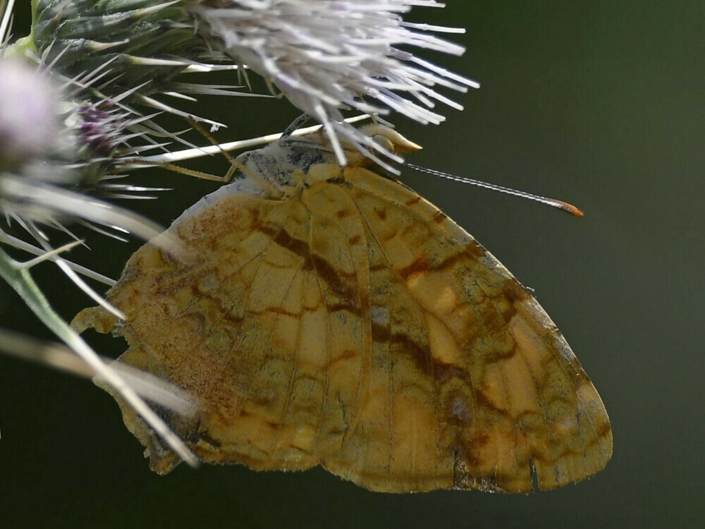 Common Jester from Tala Village, Uttarakhand 246419, India on May 01 ...