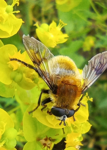 Mallota megilliformis · iNaturalist Mexico