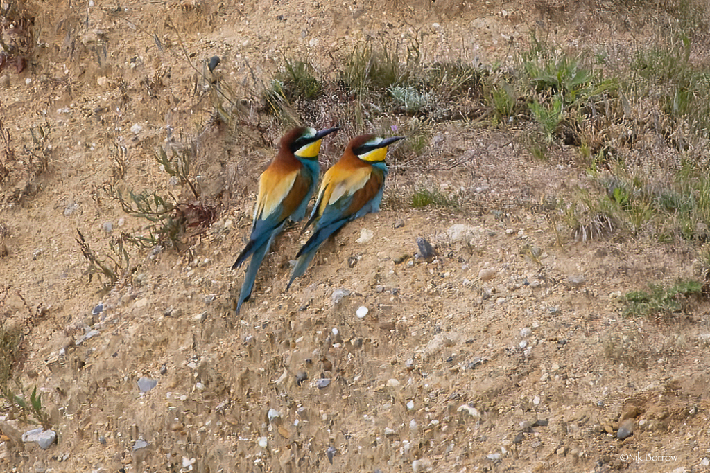 European Bee-eater from Norfolk, UK on June 9, 2022 at 02:15 PM by Nik ...