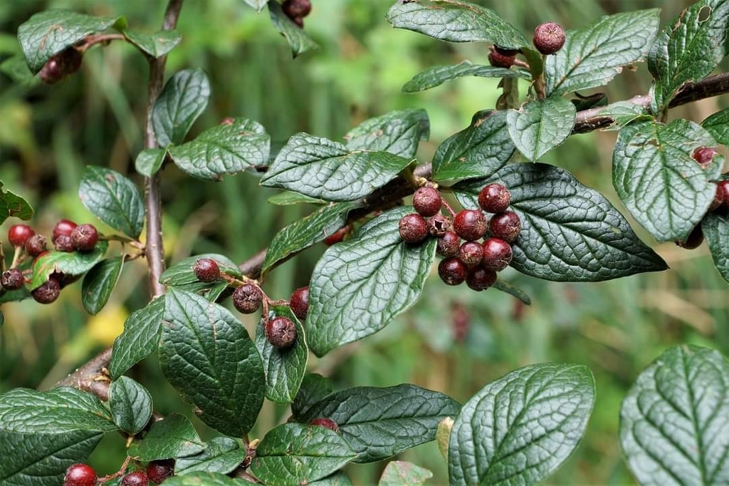 Hollyberry Cotoneaster (Cotoneaster bullatus) - Botanical Realm