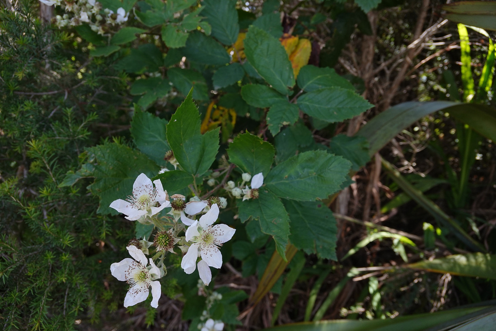 Rubus from West Coast, Tasmania, Australia on January 02, 2020 at 03:02 ...