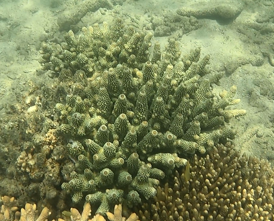 Acropora humilis (Dana, 1846)