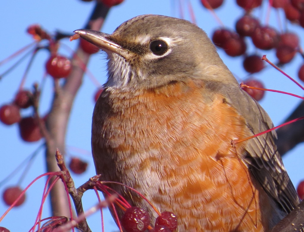 American Robin from Macoun Marsh, Ottawa on February 22, 2015 by Mike ...