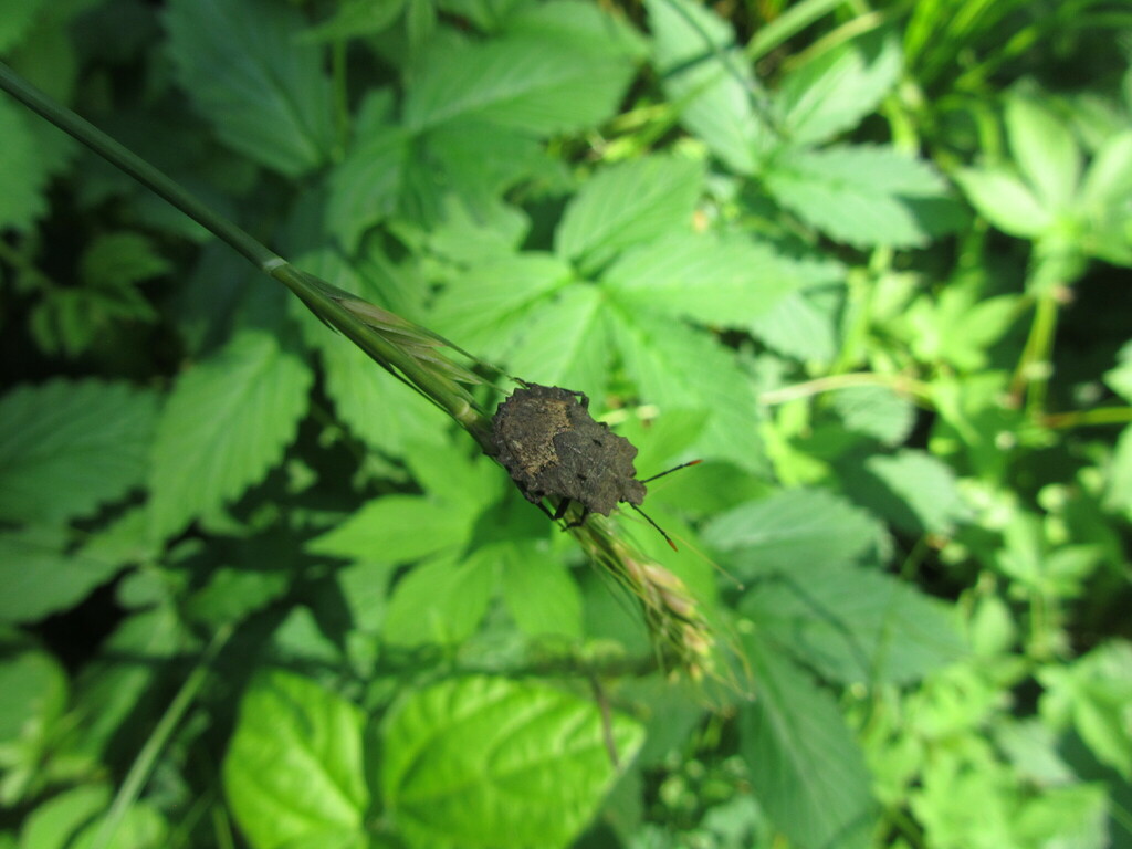 Megymenum gracilicorne from Naitomachi, Shinjuku City, Tokyo 160-0014 ...