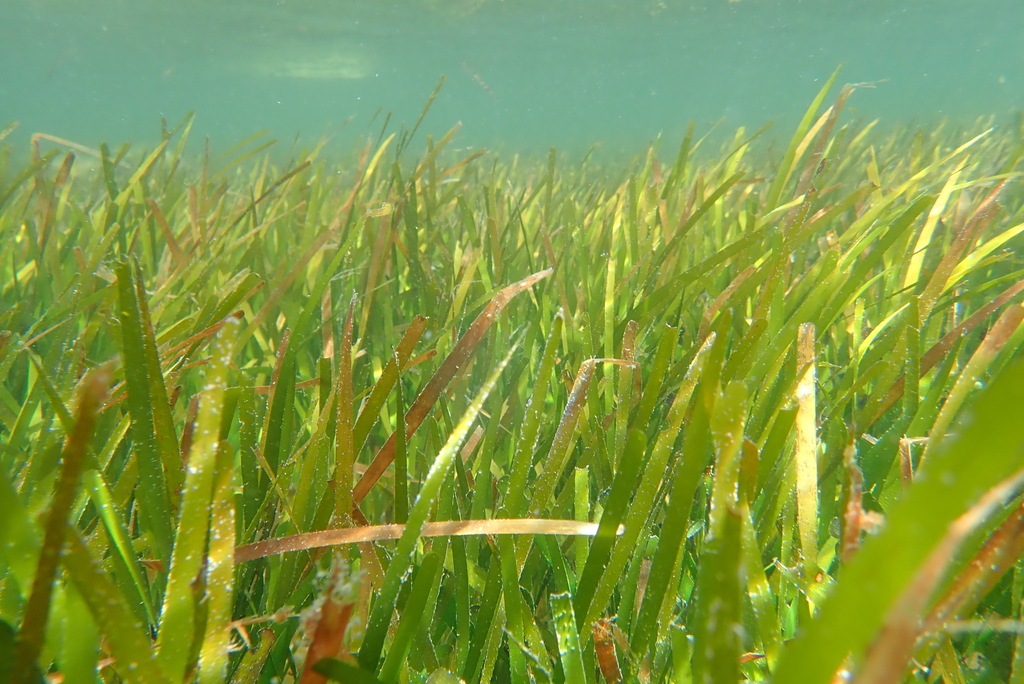 Round-leafed ribbon grass (Cymodocea rotundata) - Botanical Realm