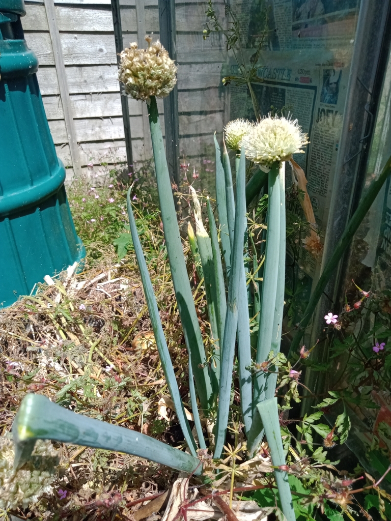 Common Onion in June 2022 by Daniel J. King. Wild - the owners of the ...