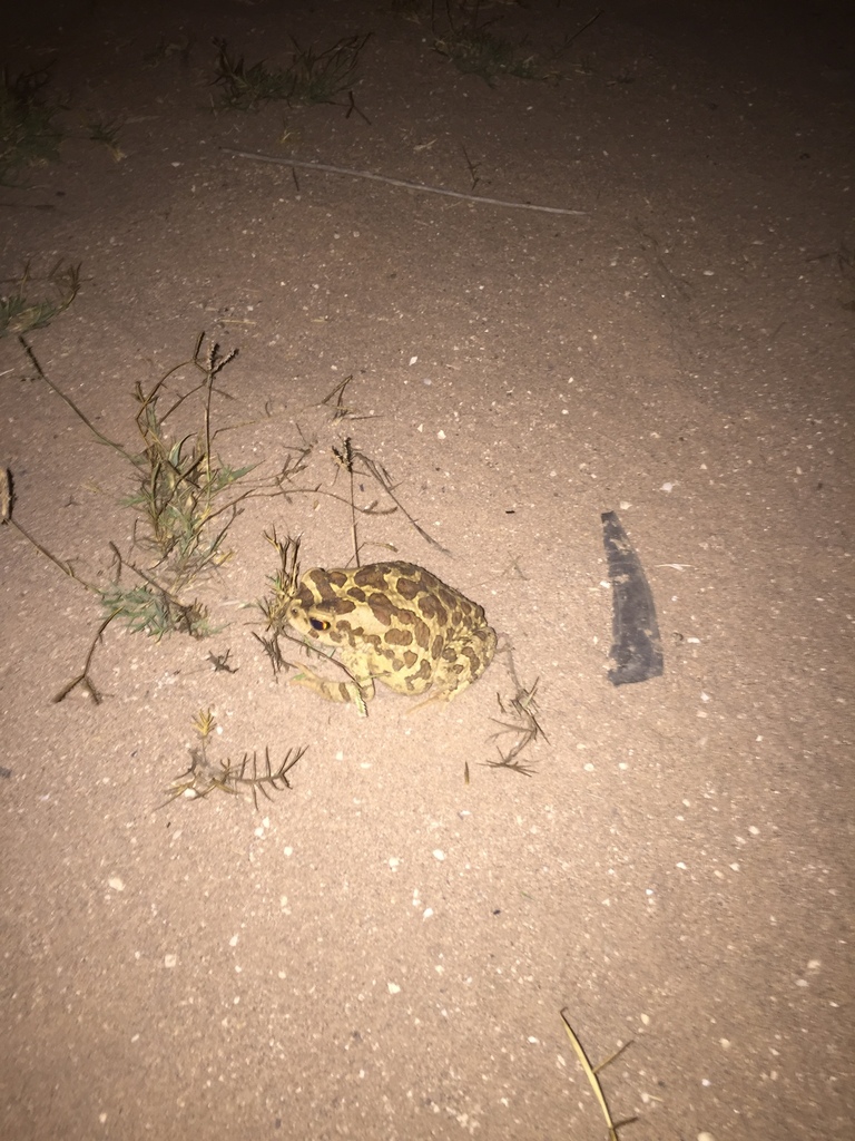 African Green Toad from Chtouka-Aït Baha, Souss - Massa - Draâ, Morocco ...