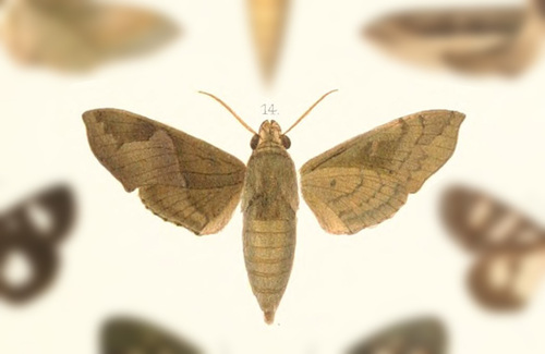 Angonyx boisduvali · iNaturalist