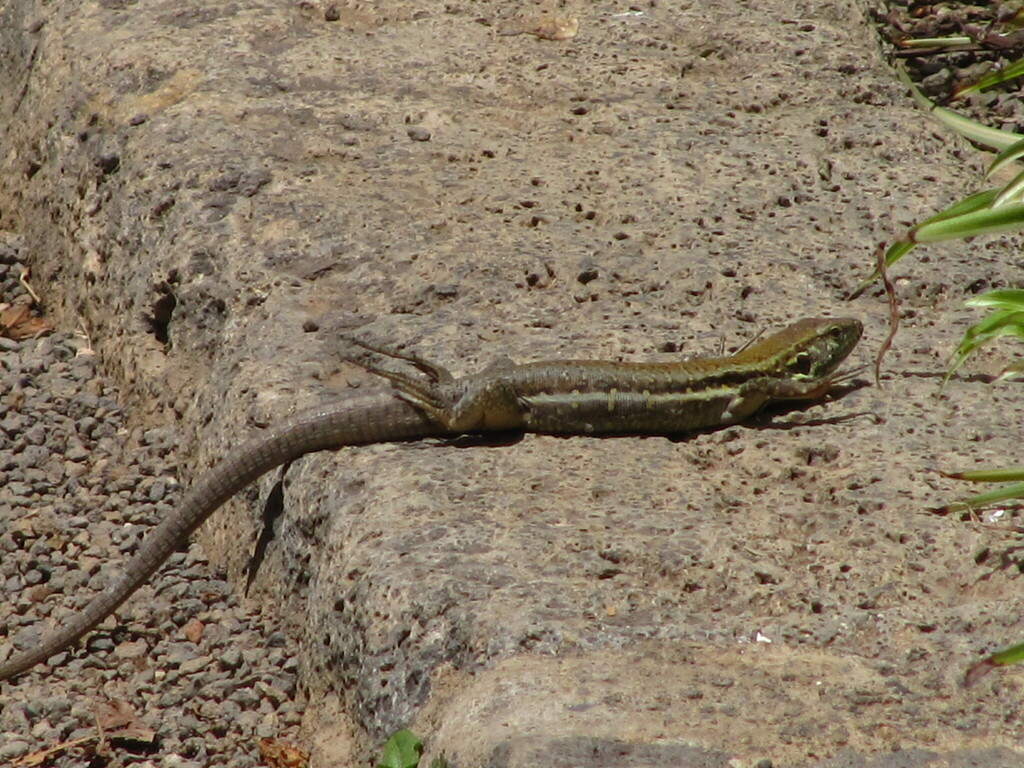 Canarian Lizards from Parc national de Toubkal, Toubkal, Souss-Massa ...