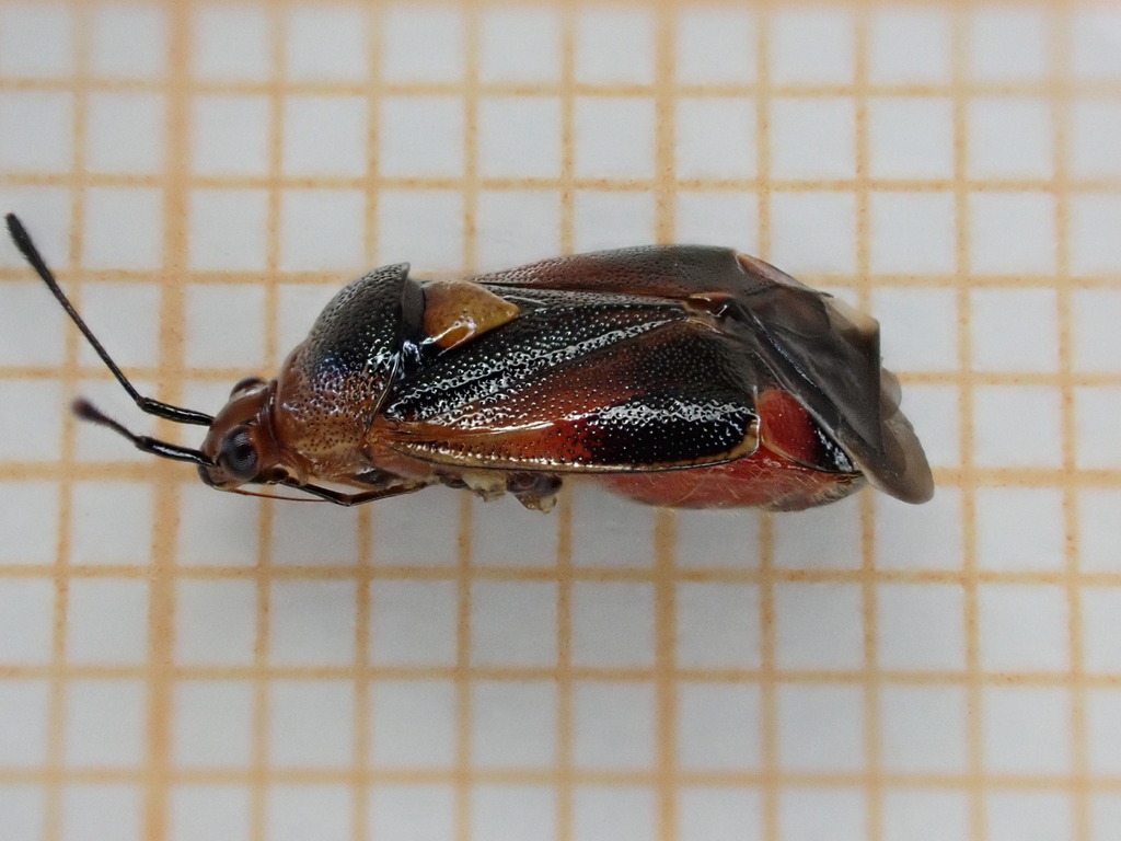 red-spotted plant bug from Vert-Bois, 34090 Montpellier, France on June ...