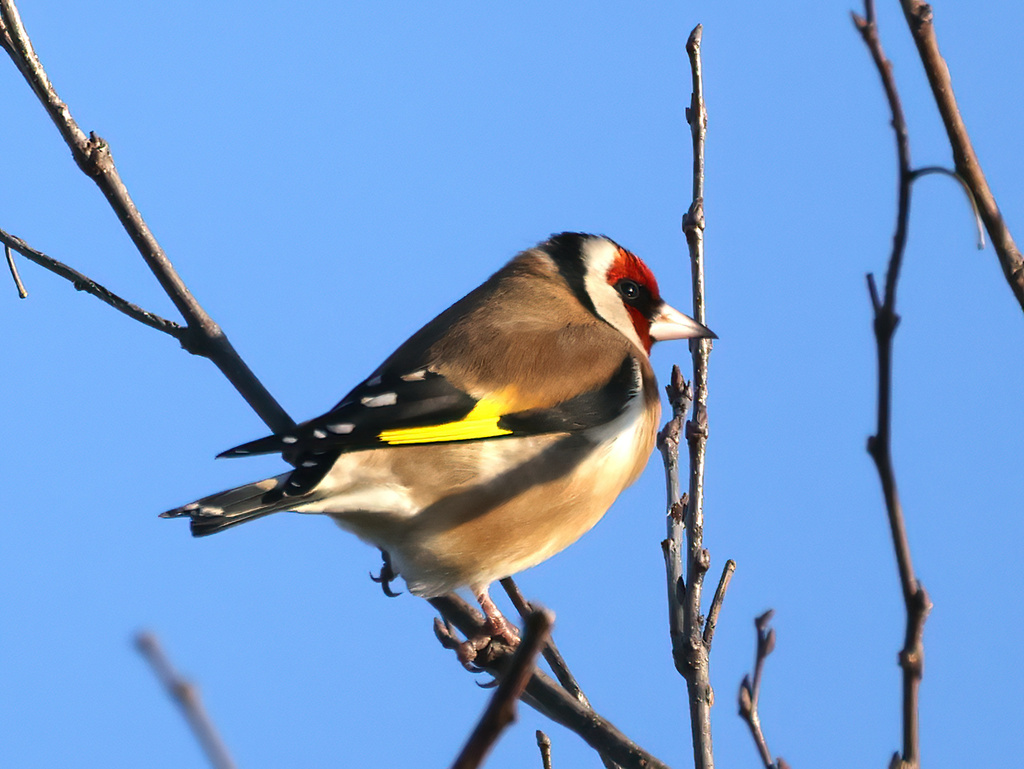 European Goldfinch from Canberra Central, ACT, Australia on June 10 ...