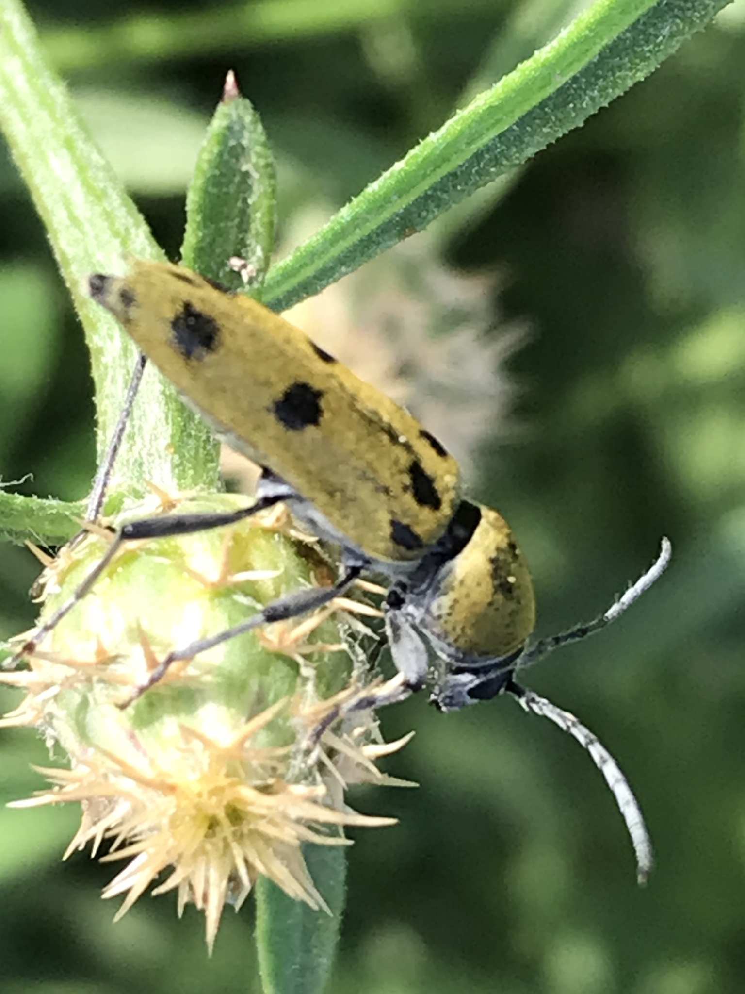 Chlorophorus glabromaculatus (Goeze, 1777)