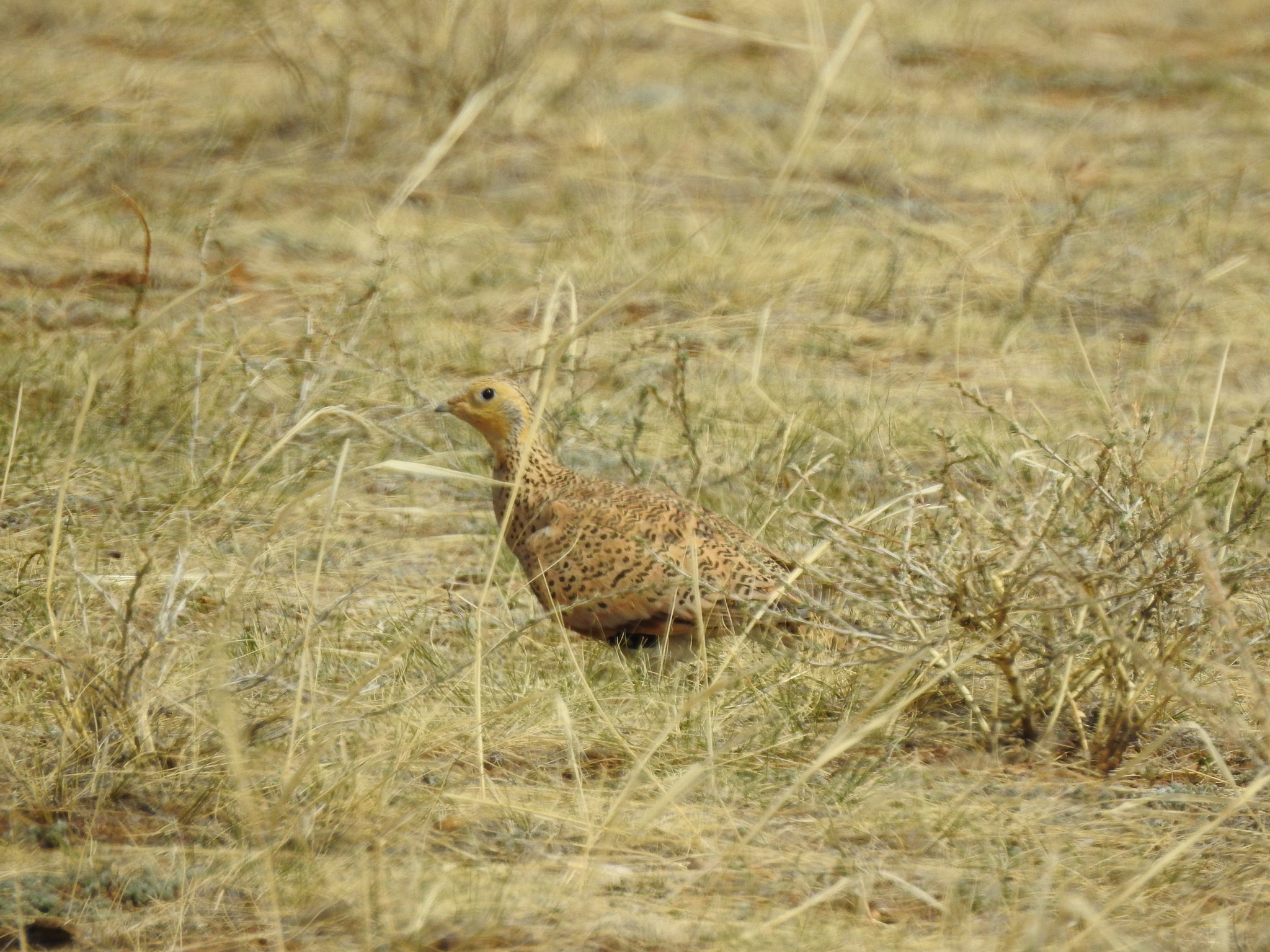 Syrrhaptes paradoxus (Pallas, 1773)