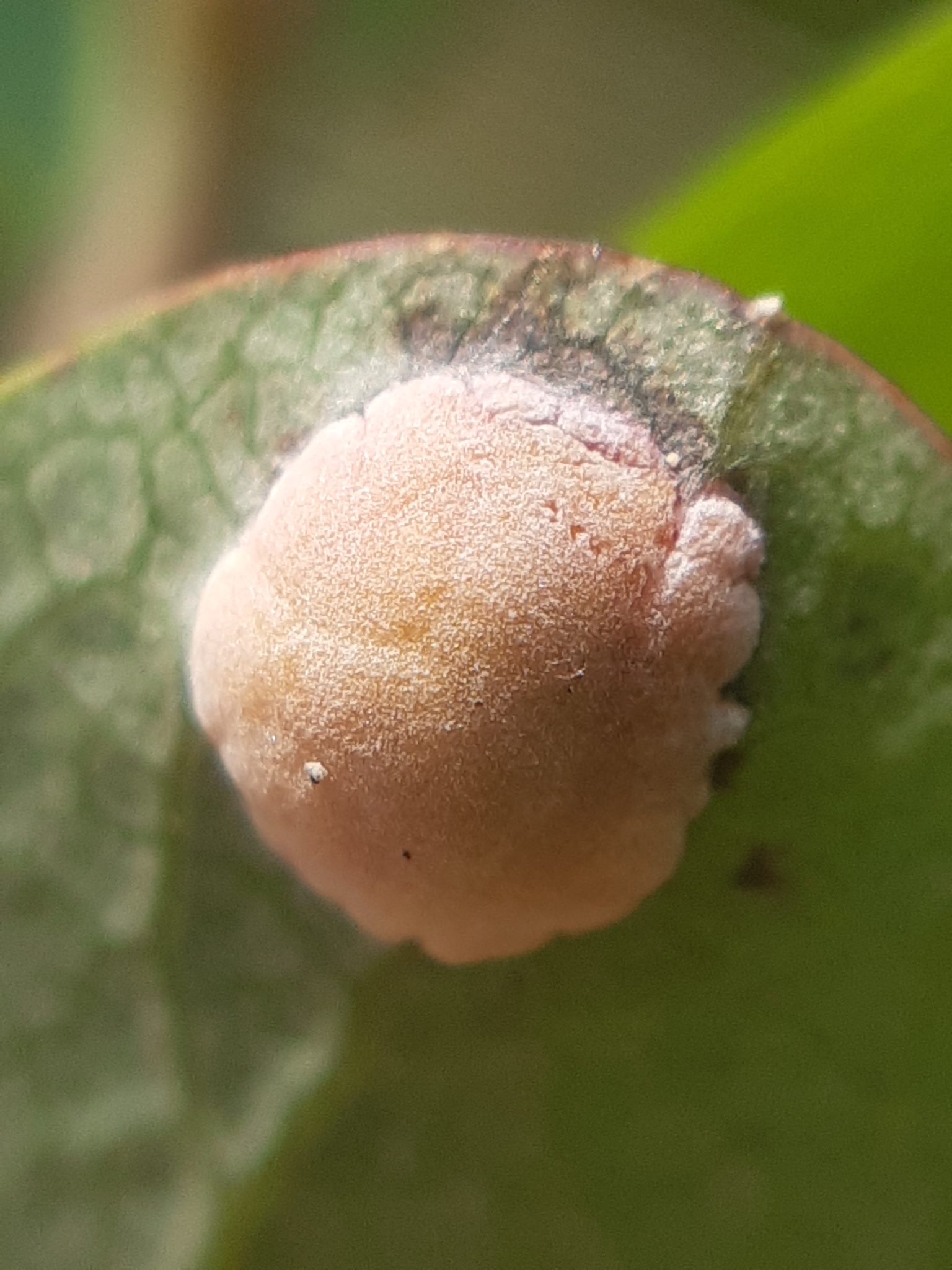 Exobasidium pachysporum Nannf.