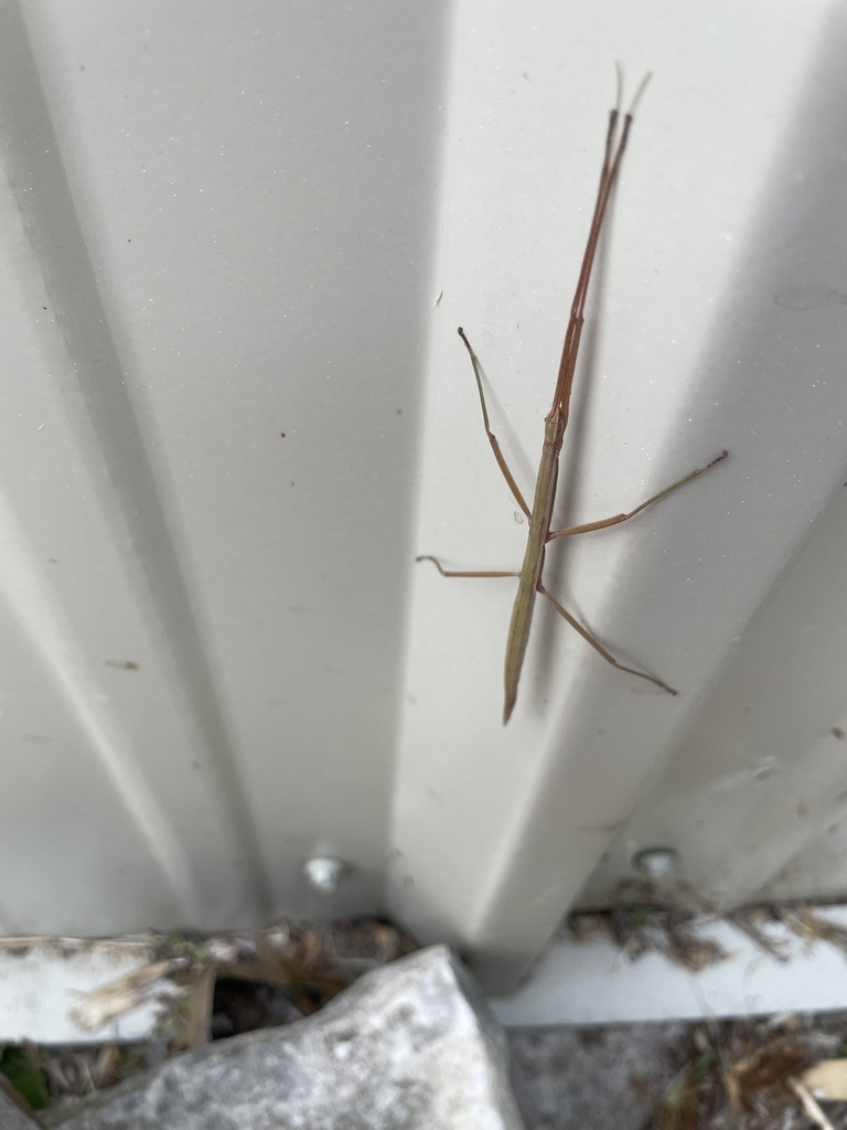 Stick Insects from Collin County, US-TX, US on May 31, 2022 at 08:39 AM ...